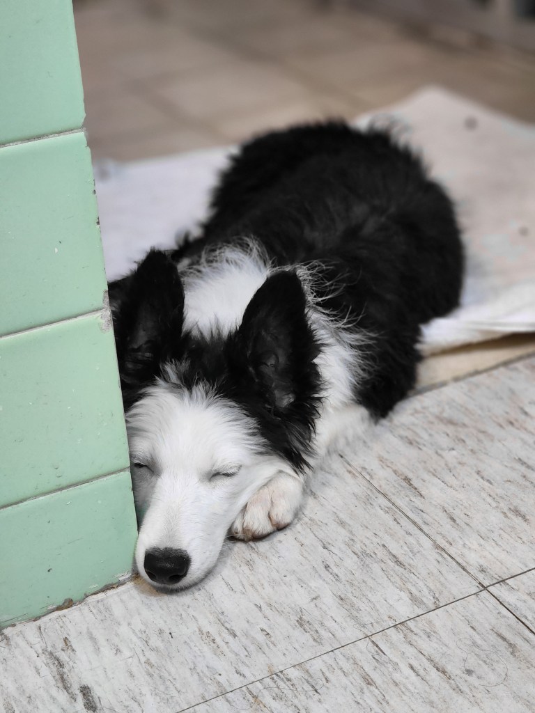 The coping dog … – ADVENTURES IN DOG TRAINING AND LIFE.